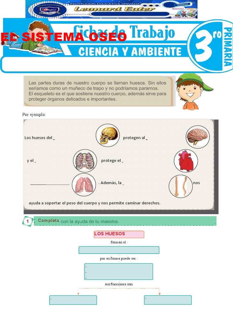 El Sistema Oseo Para Tercer Grado De Primaria Pdf Esqueleto Hueso