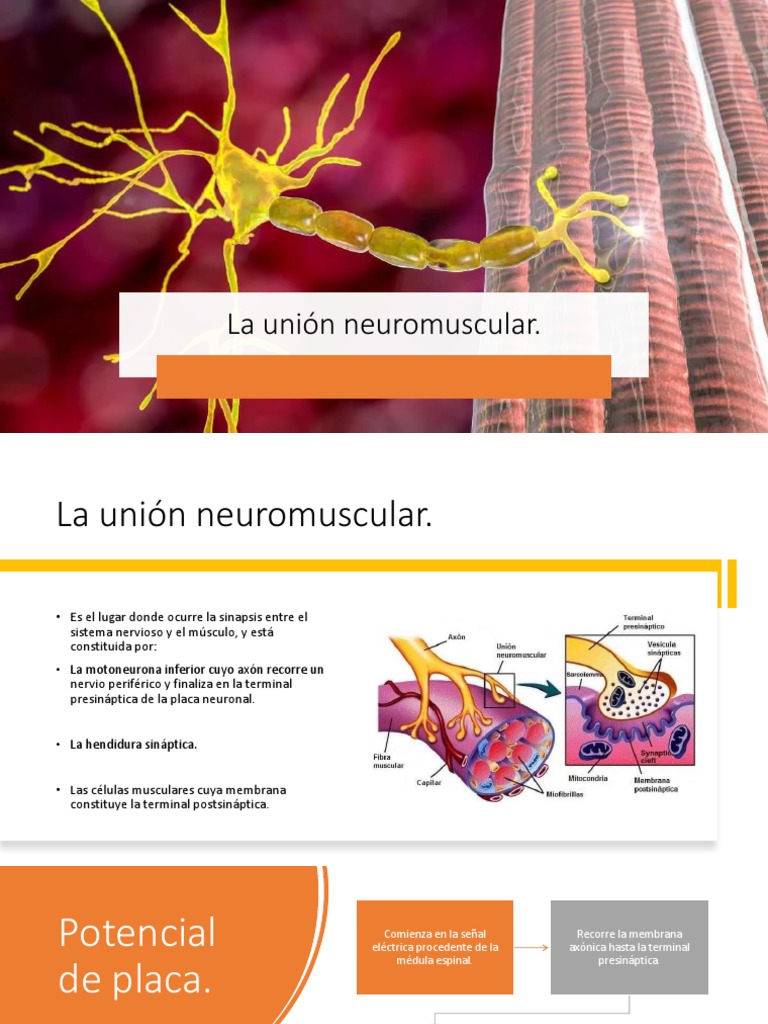 La Unión Neuromuscular | PDF