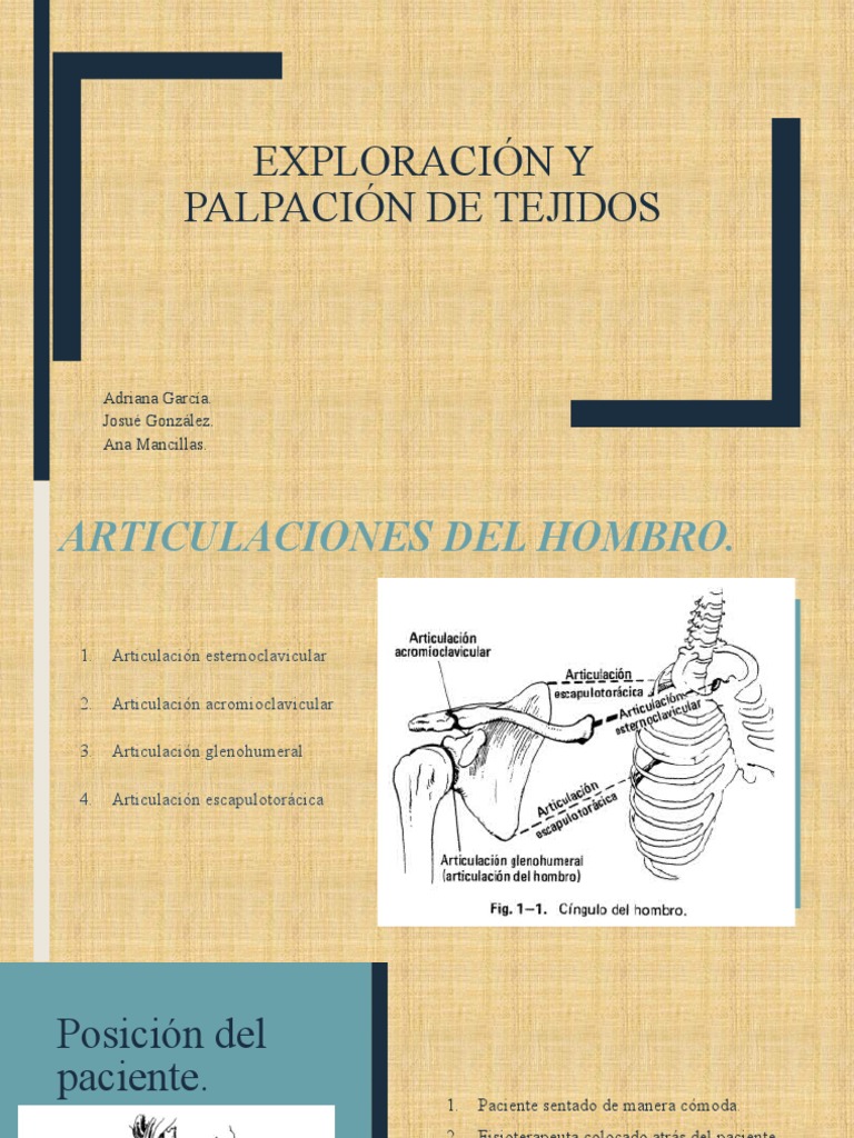 Exploración Y Palpación De Tejidos Pdf Hombro Codo