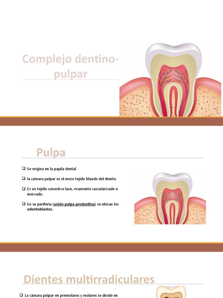 Estructura y Función de la Pulpa Dental | PDF | Anatomía ...