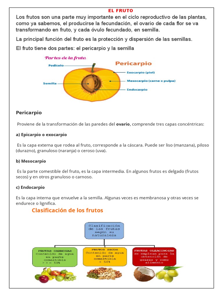 Partes y funciones del fruto | PDF | Fruta | Plantas