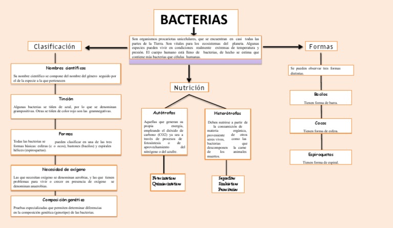 Mapa Conceptual de Las Bacterias 5 | PDF | Las bacterias | Biología