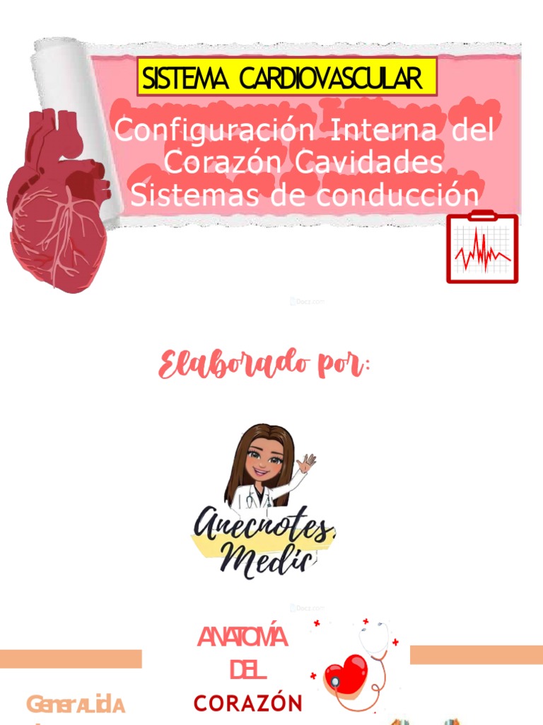 Flashcards - Sistema Cardiovascular | PDF