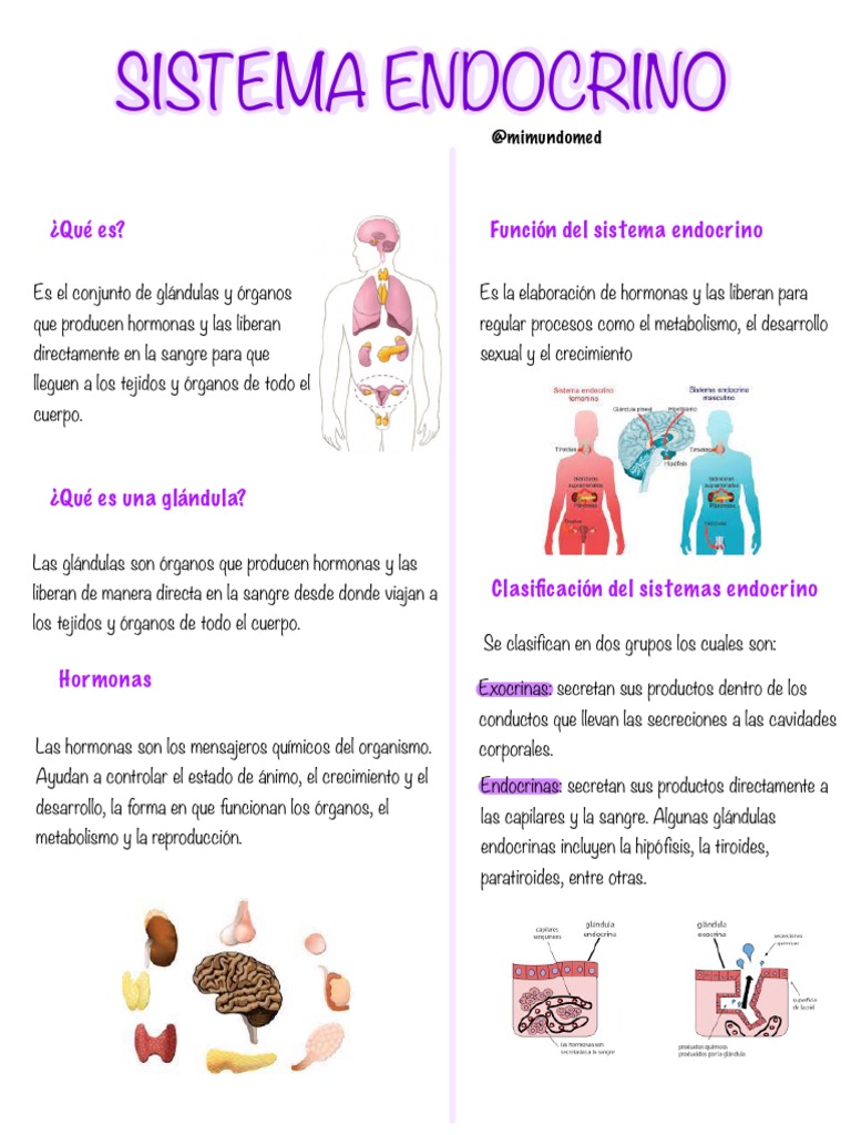 Sistema Endocrino | PDF