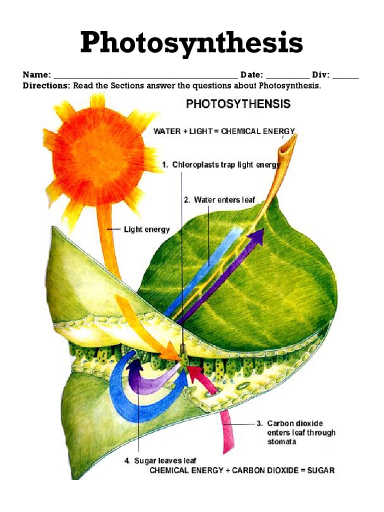 Photosynthesis Reading | PDF