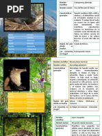 Fauna Diversa de Michoacán | PDF | Mamíferos | Zoología