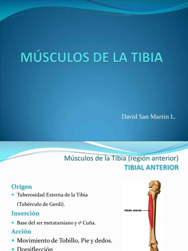 Músculos de la Tibia y Peroné | PDF | Artes del Lenguaje y Comunicación ...