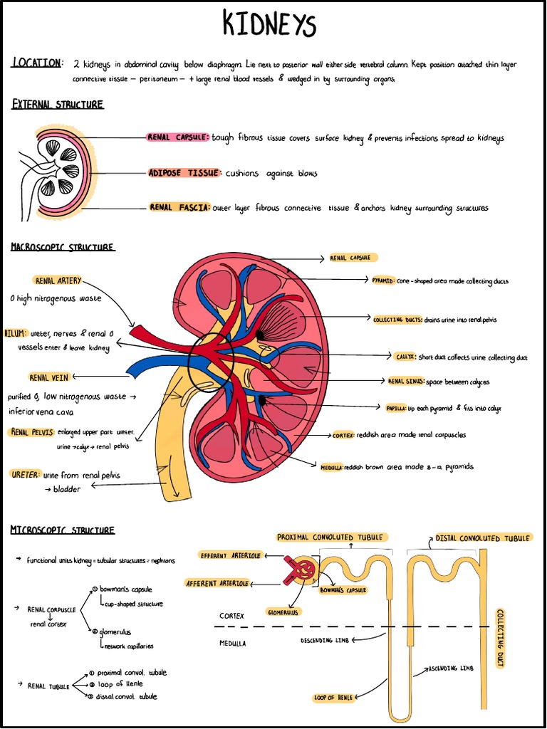 The Kidney - Basic Constituent Structures | PDF