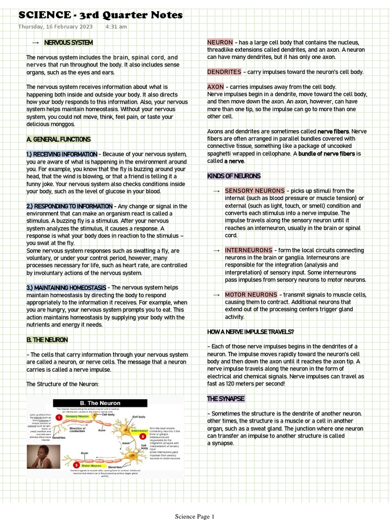 3rd Quarter - Science | Download Free PDF | Central Nervous System | Nervous System