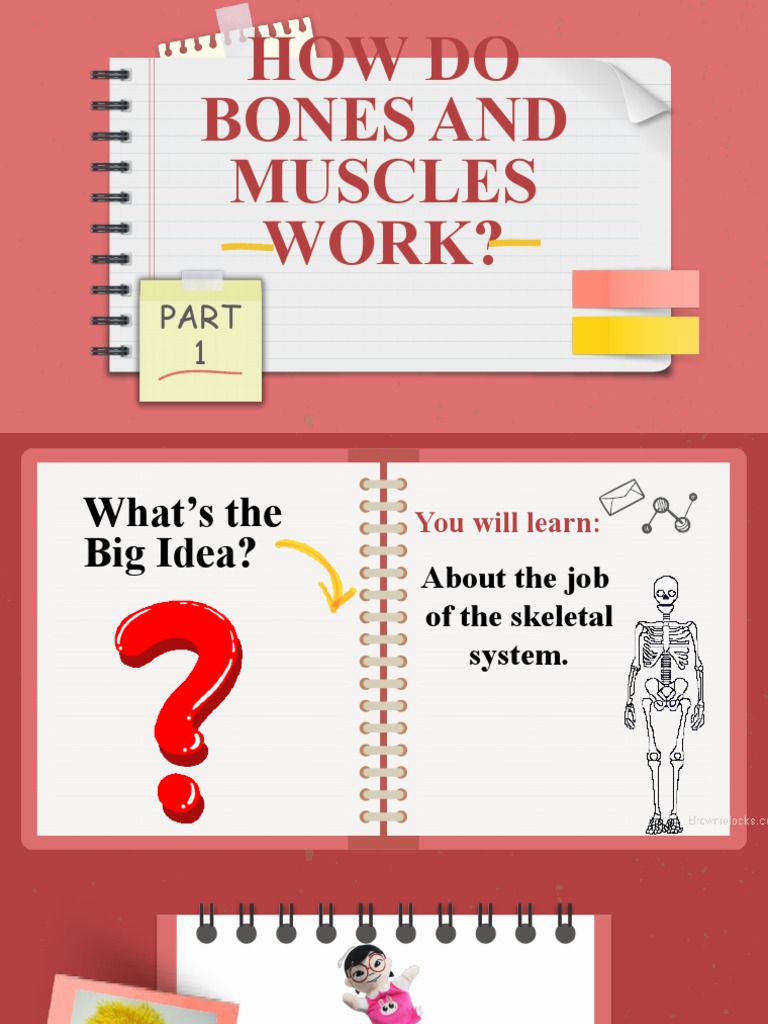 Science - How Do Bones and Muscles Work - Part 1 | PDF | Skeleton ...
