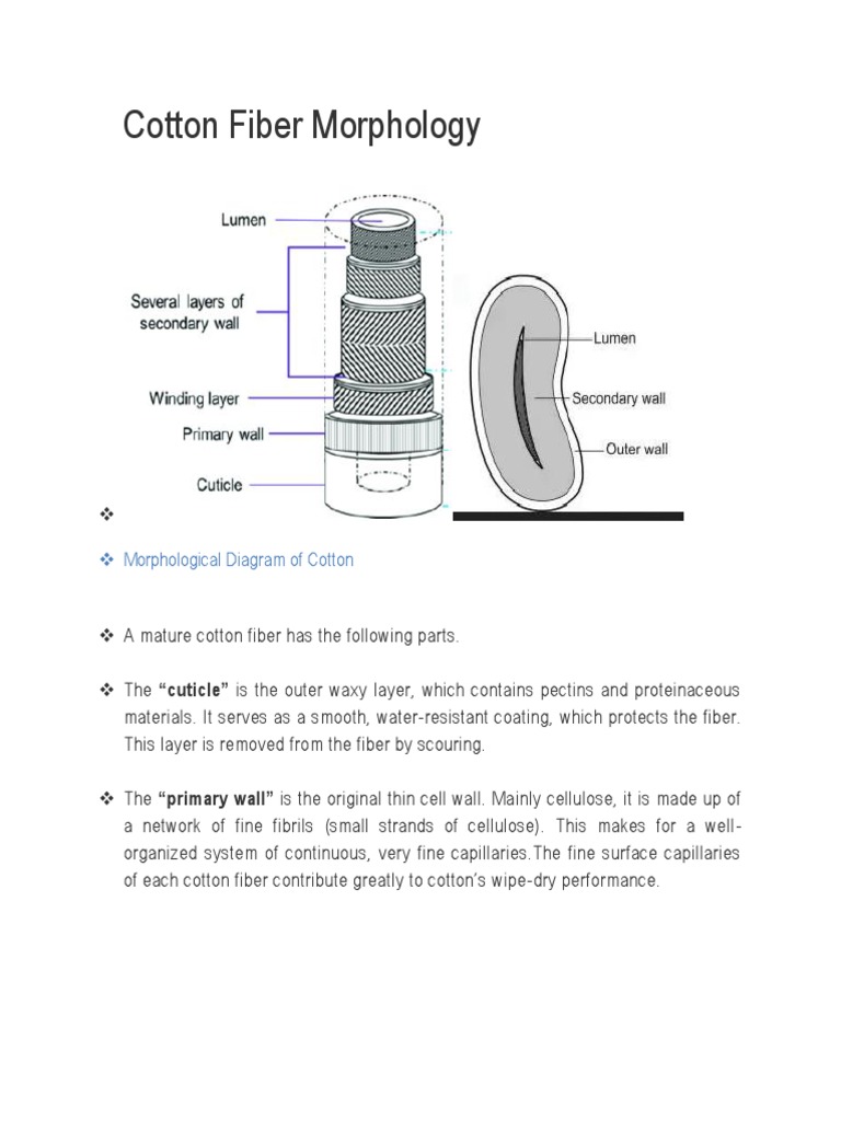 Cotton Fiber Morphology and Structure | PDF | Fibers | Cellulose