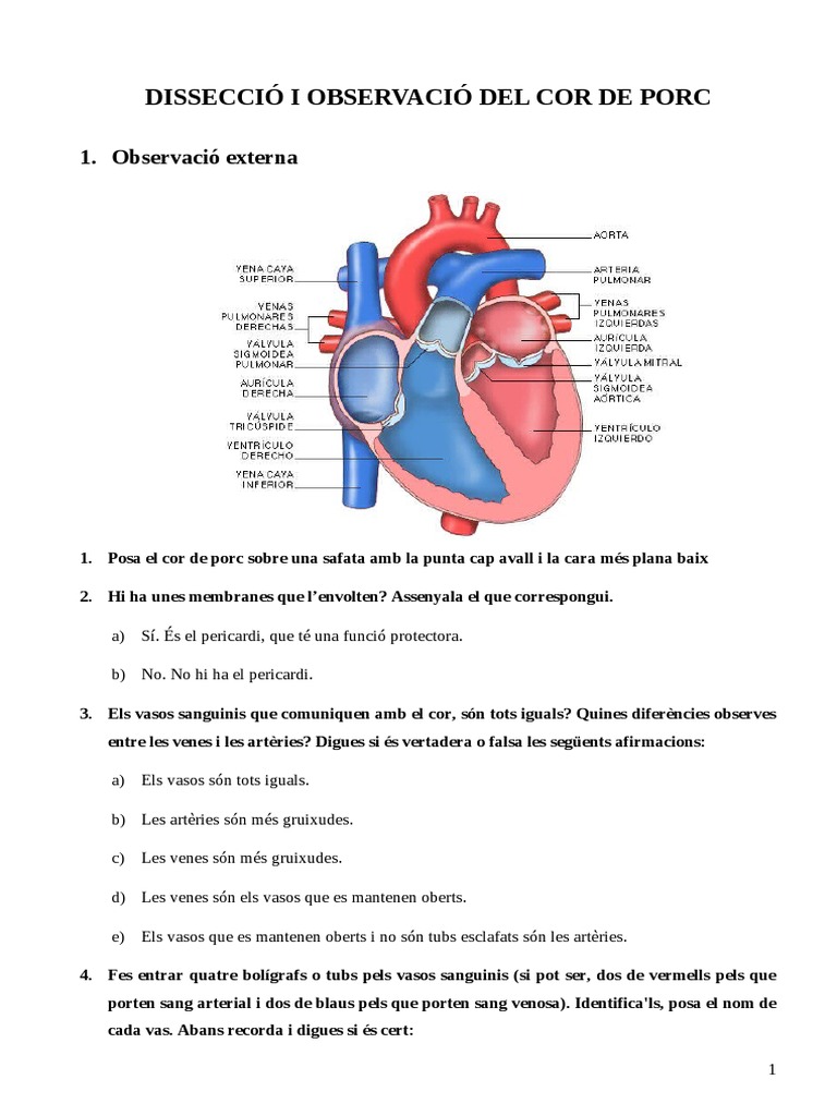 Practica Dis Sec Cio Cor | PDF