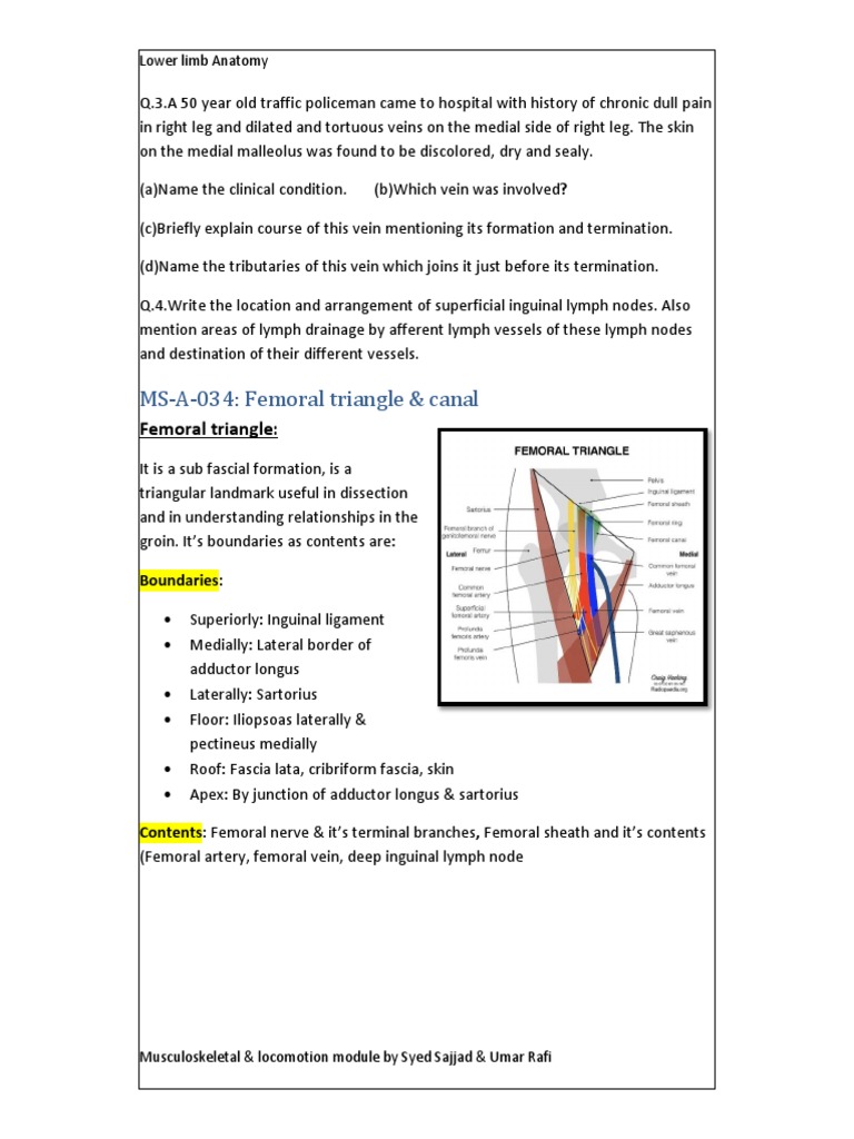 Lower Limb Musculoskeletal Module | PDF