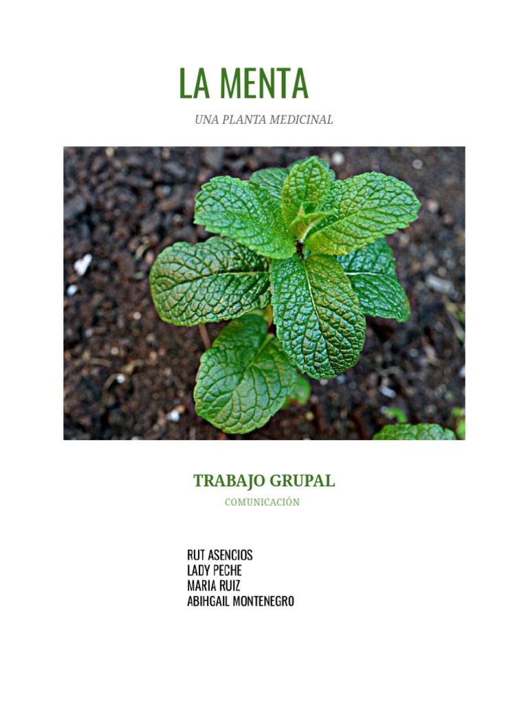 Beneficios y características de la menta | PDF | Mentha | Vitamina