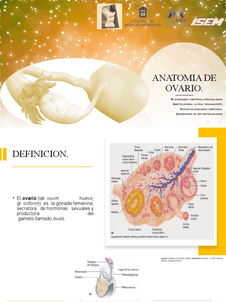 Anatomía del Ovario Humano | PDF | Ovario | Sistema Reproductor Mamífero