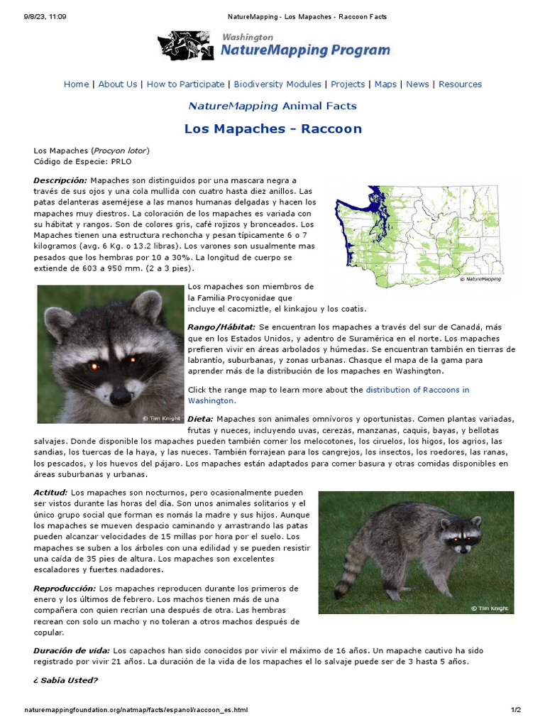NatureMapping - Los Mapaches - Raccoon Facts | PDF | Mapache | Depredación