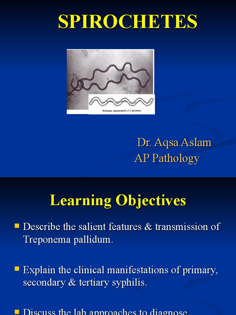Understanding Treponema Pallidum and Syphilis | PDF | Infection ...