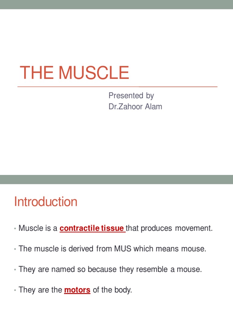 Muscles | PDF | Skeletal Muscle | Cell Biology