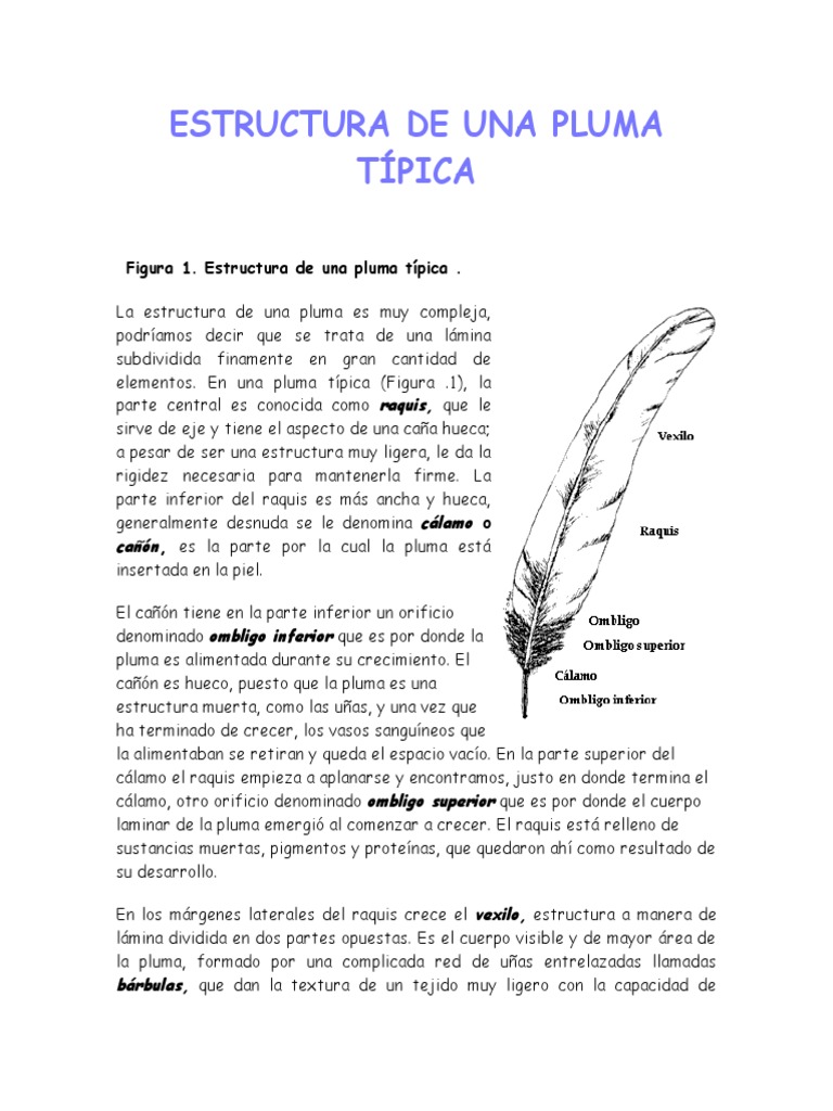 Estructura de Una Pluma Típica | PDF | Pluma | Aves