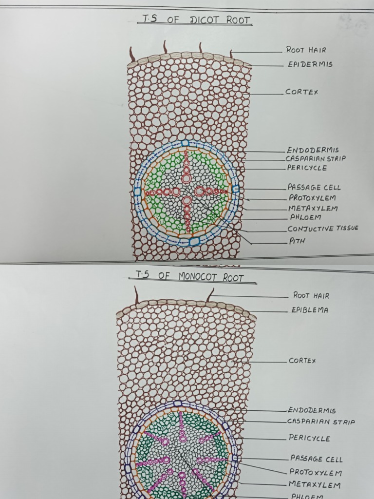 Botany Anatomy Diagrams | PDF
