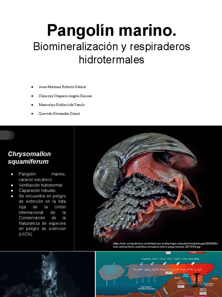 Caracol Volcánico: Chrysomallon squamiferum | PDF | Ventilación ...