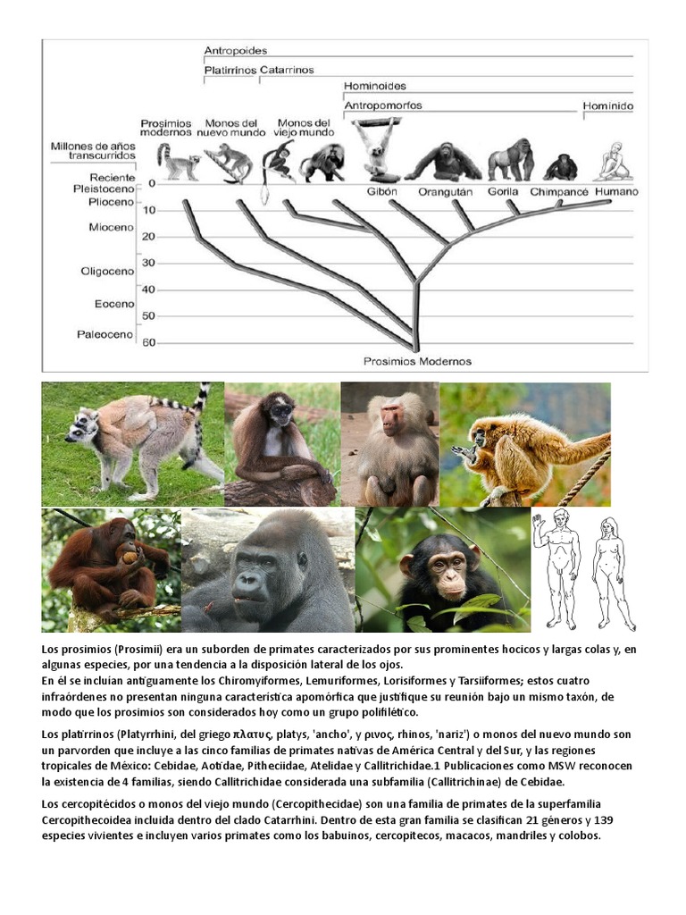 Los Prosimios | PDF | Mono | Orangután