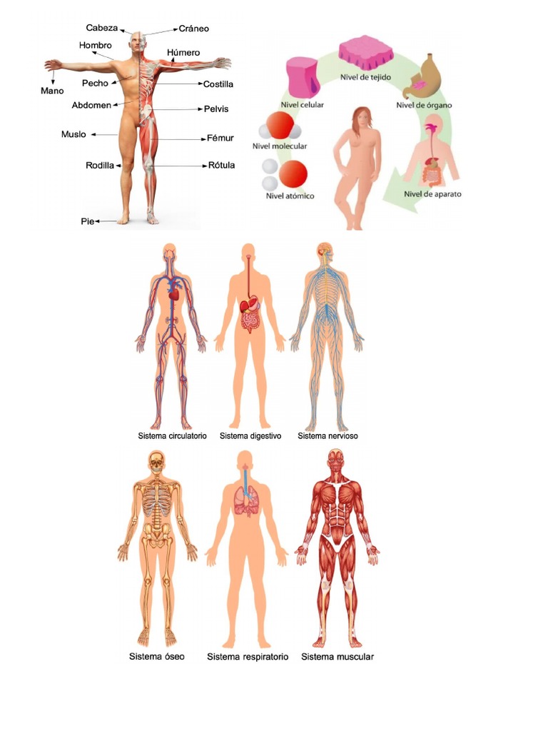 El Cuerpo Humano Pdf