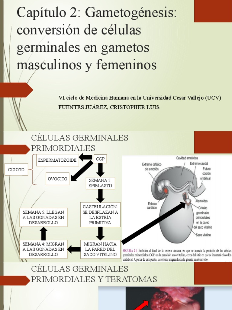 Capítulo 2 Gametogénesis Conversión de Células Germinales en Gametos Masculinos y Femeninos | PDF