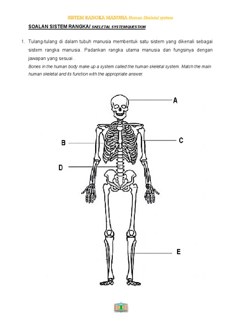Sistem Rangka Manusia Human Skeletal System | PDF