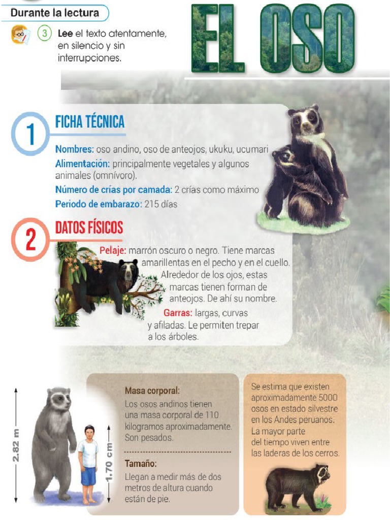 El Oso Andino | PDF