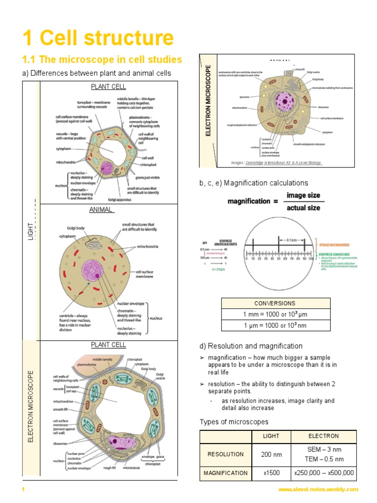 1 Cell Structure | PDF | Endoplasmic Reticulum | Cell (Biology)