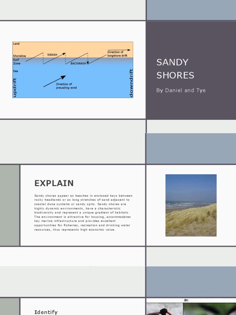 Sandy Shores | PDF