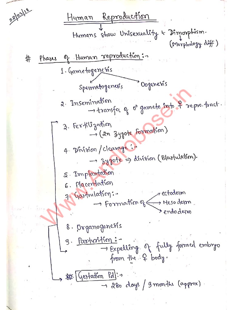 Human Reproduction Class 12 Handwritten Notes Gooqp5 | PDF