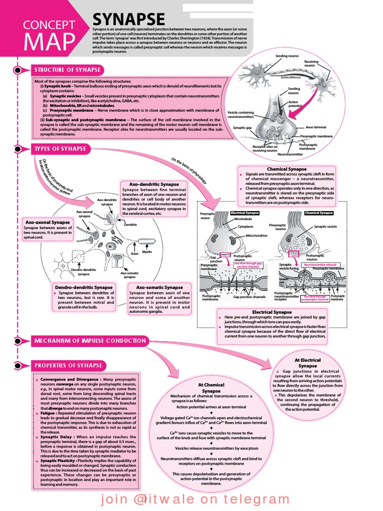Biology Concept Maps | PDF | Chemical Synapse | Neuron