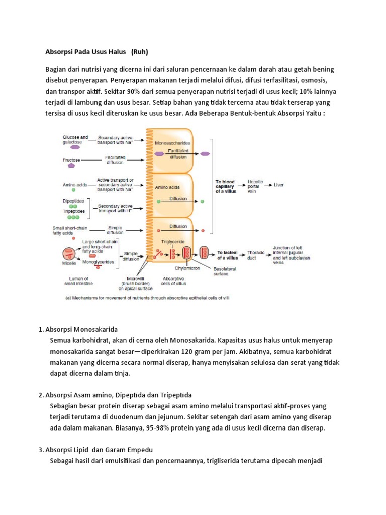 Ringkasan Absorbsi pada Usus Halus | PDF
