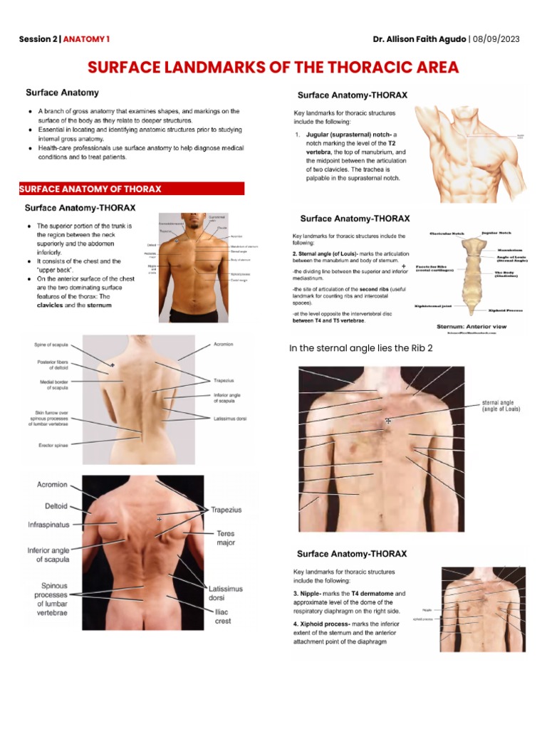 2- ANATOMY | PDF