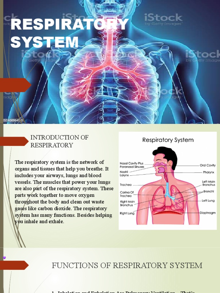 Respiratory System | PDF | Lung | Respiratory System