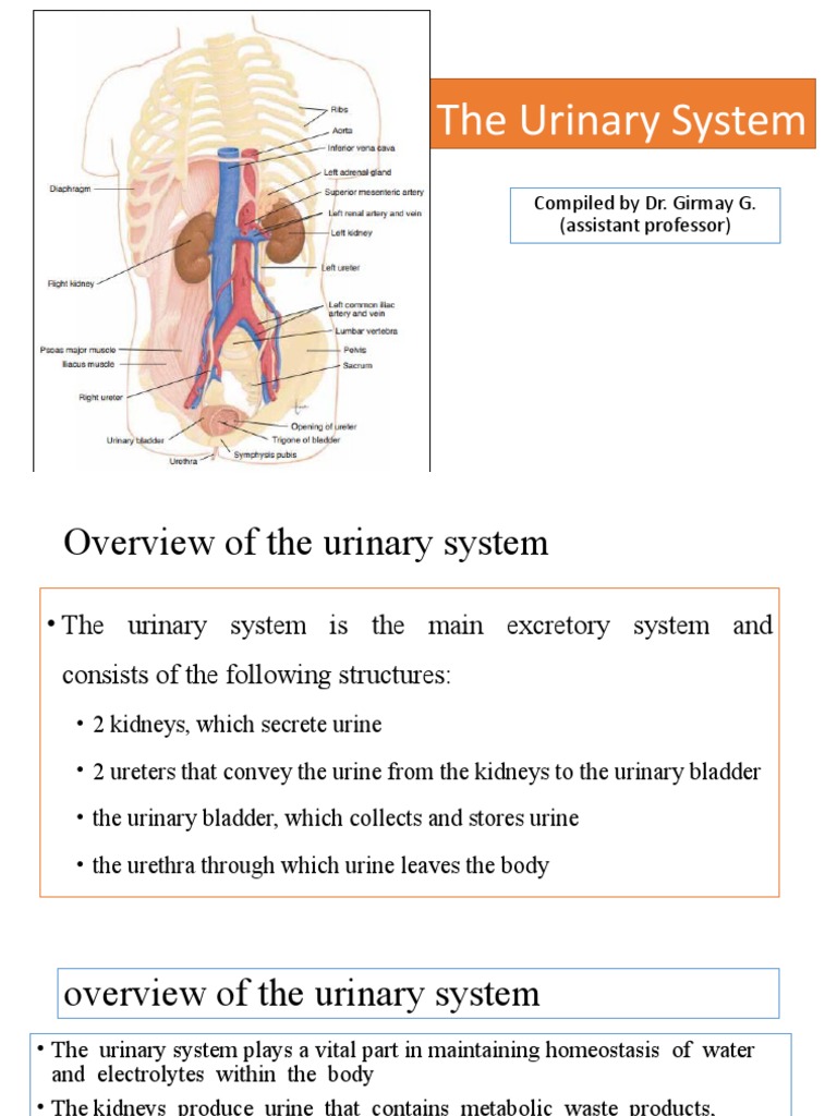 The Urinary System PPT Ed | PDF | Kidney | Pelvis