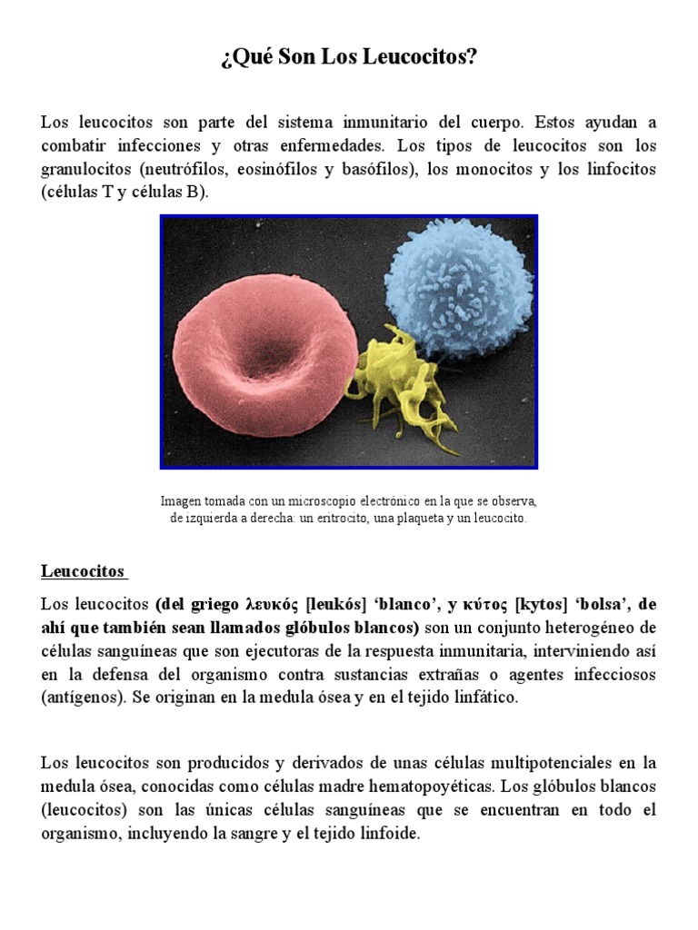 Que Son Los Leucocitos Investigacion | PDF | Leucocito | Microglia