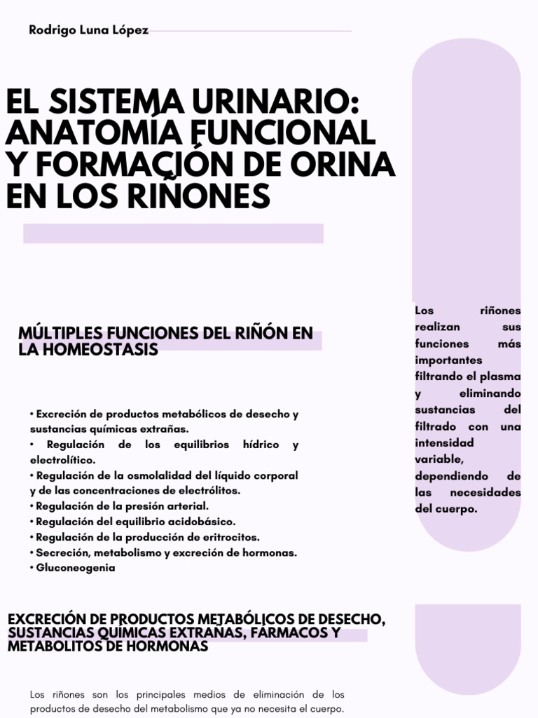 Cap 26 - El Sistema Urinario Anatomía Funcional y Formación de Orina en Los Riñones | PDF