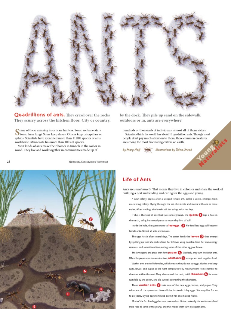Ants | PDF | Ant | Pheromone