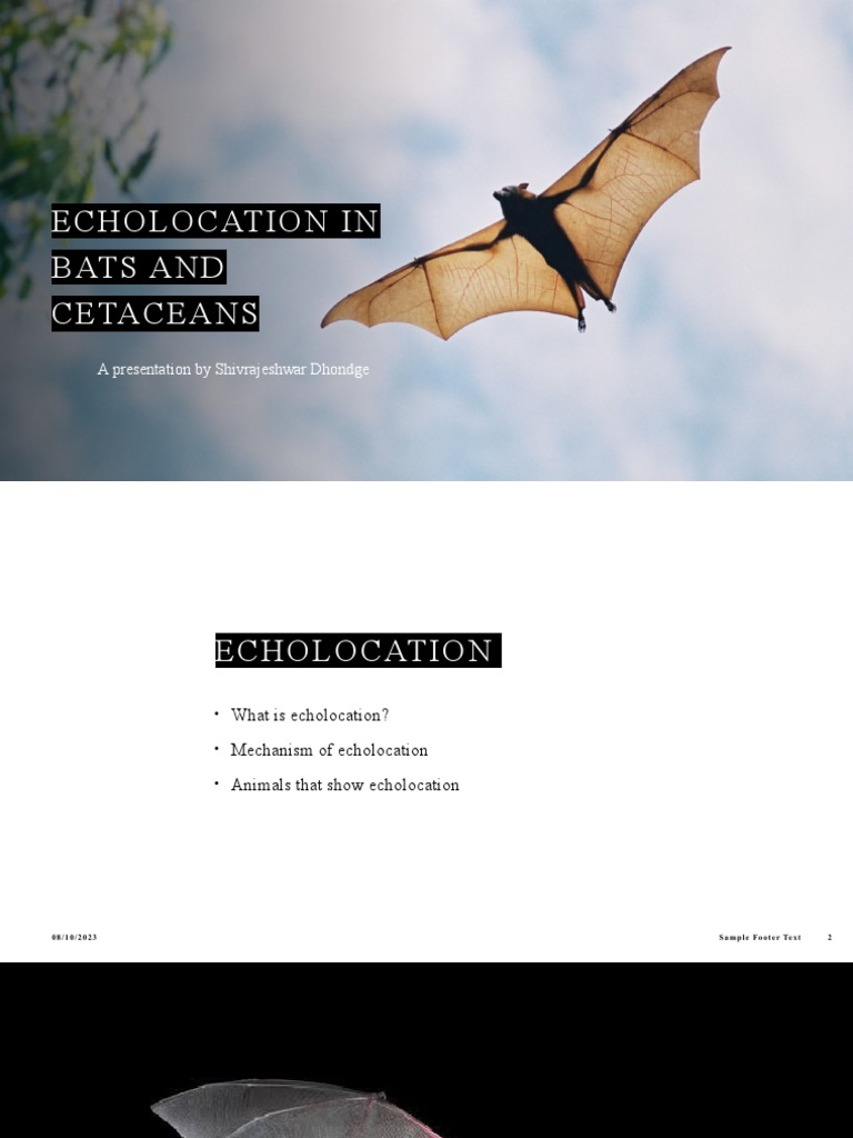Echolocation in Animals Project | PDF