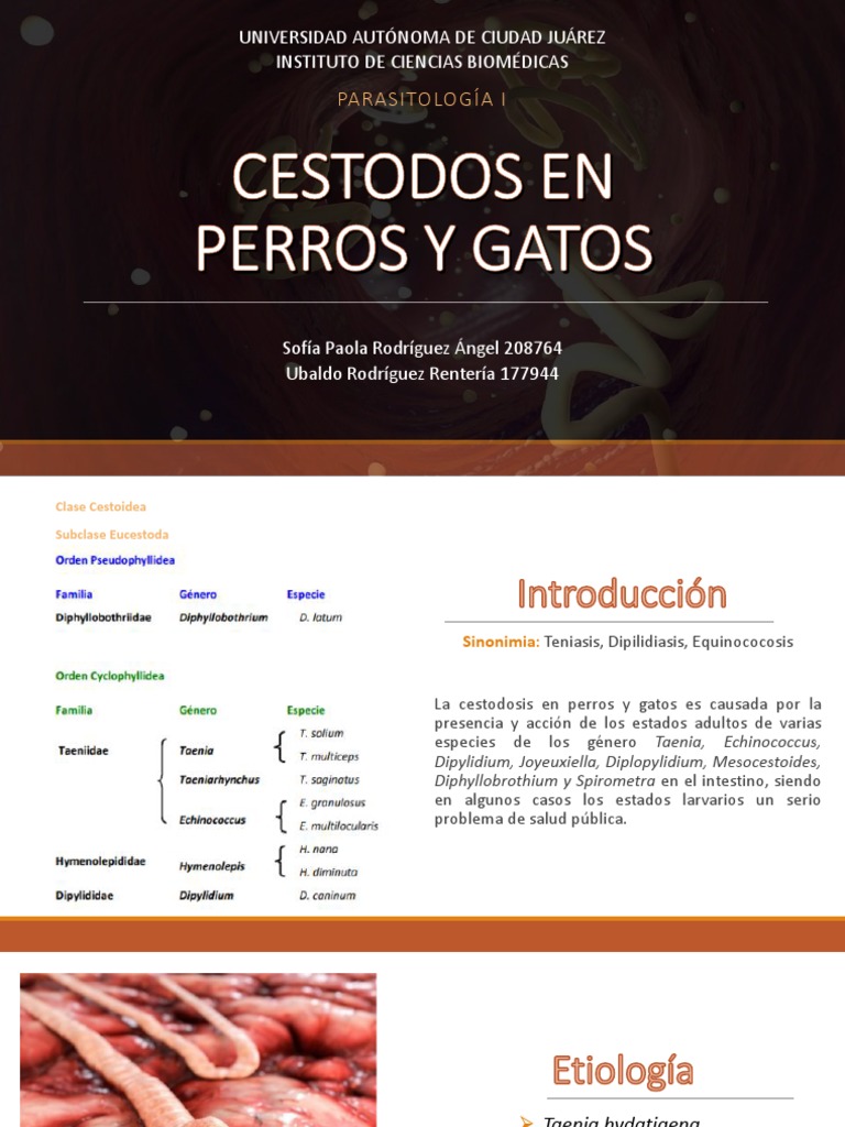 Cestodos en Perros y Gatos | PDF | Diarrea | Medicina CLINICA