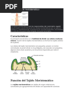 Meristemos Apicales: Estructura y Función | PDF