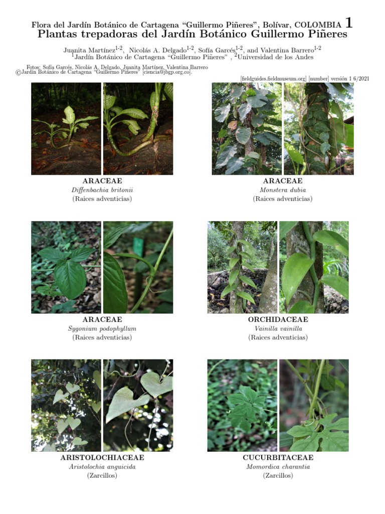 Plantas Trepadoras en Jardín Botánico Cartagena | PDF | Botánica ...