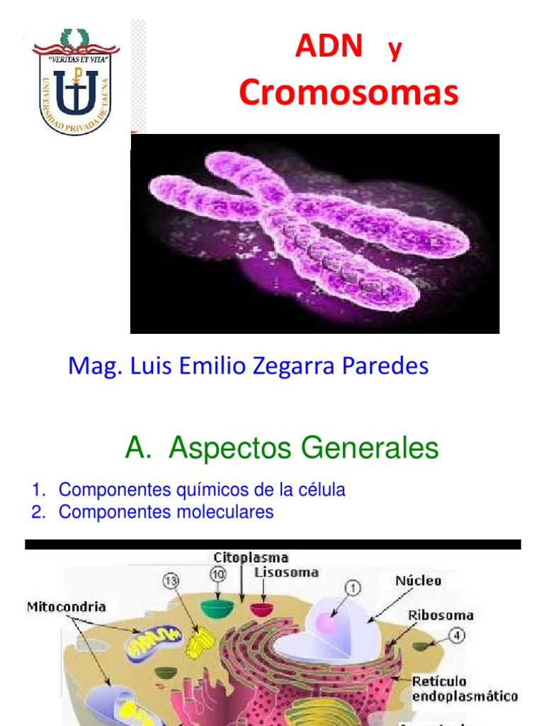 Adn, y Cromosomas | PDF | Nucleótidos | Ácidos nucleicos