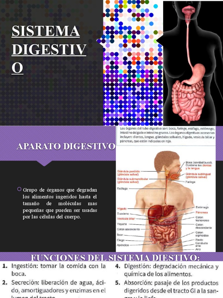 DIGESTIVO | PDF | Digestión | Estómago