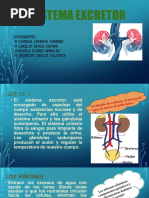 Obstrucción y Estasis Urinaria | PDF | Vejiga urinaria | Urología