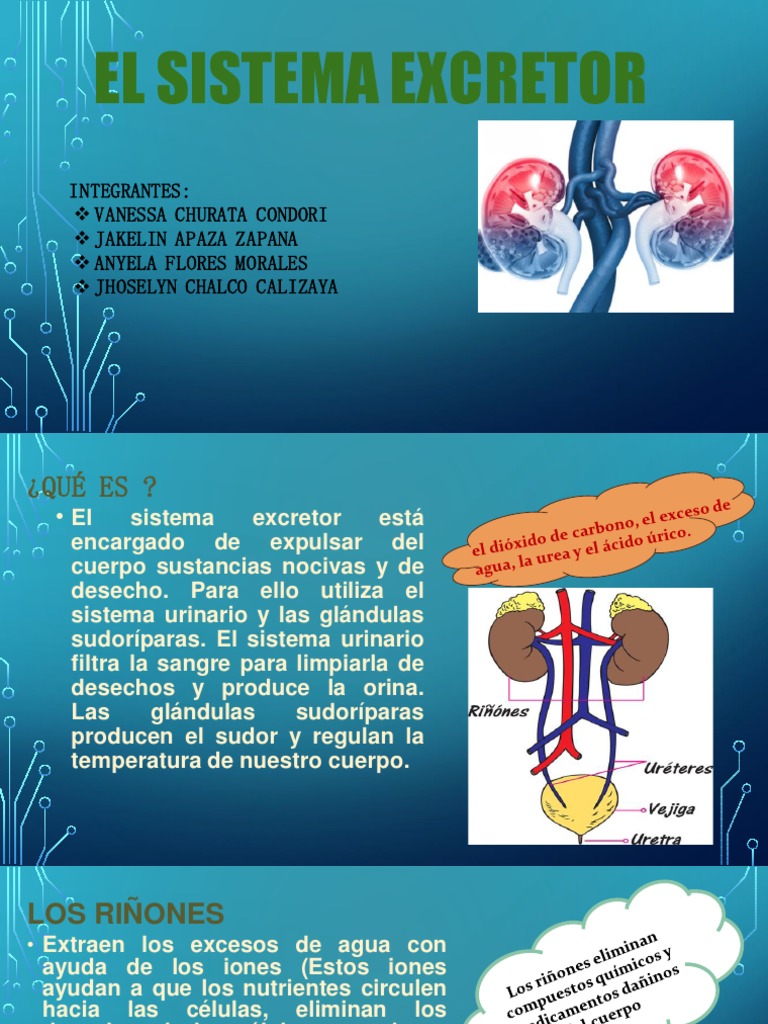 Sistema Excretor | PDF | Riñón | Sistema urinario