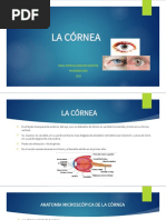 3.1 Patología de La Conjuntiva, Cornea y Esclera PDF | PDF | Córnea | Oftalmología
